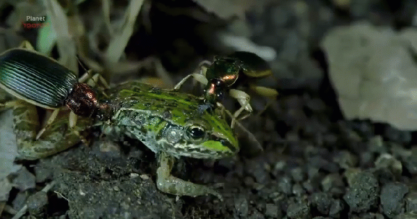 Video: Khi kẻ săn mồi trở thành con mồi - bọ cánh cứng xé xác ếch xanh