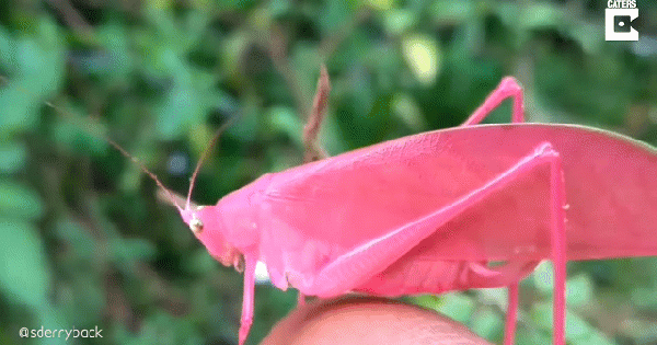 Video: Bắt gặp châu chấu màu hồng hiếm gặp