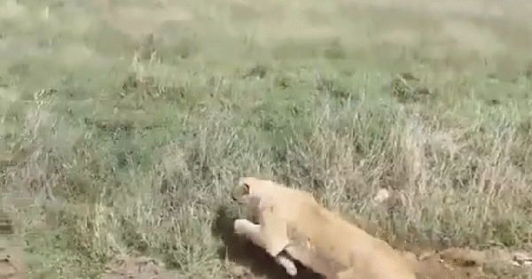Clip: Sư tử cái "chạy mất dép" trước phản ứng của đàn trâu rừng