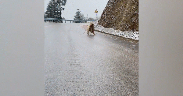 Clip: Vì quá lạnh, chó cưng trượt chân lia lịa trên đường đóng băng