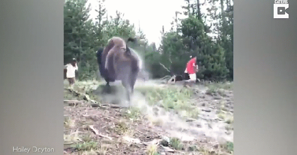 Clip: Bò rừng Bison húc tung du khách lên trời