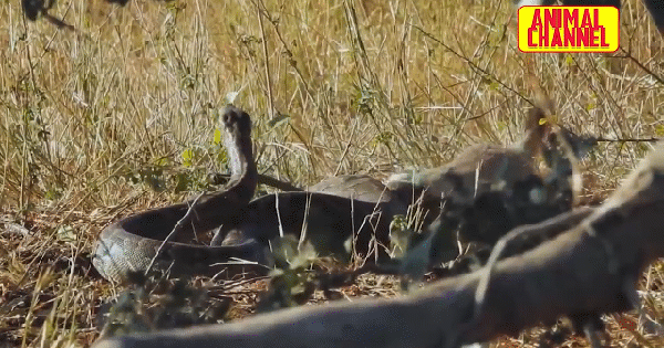 Clip: Lửng mật và những lần "chống lại cả thế giới"