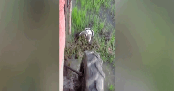 Clip: Chim te te lấy thân mình bảo vệ trứng trước máy cày